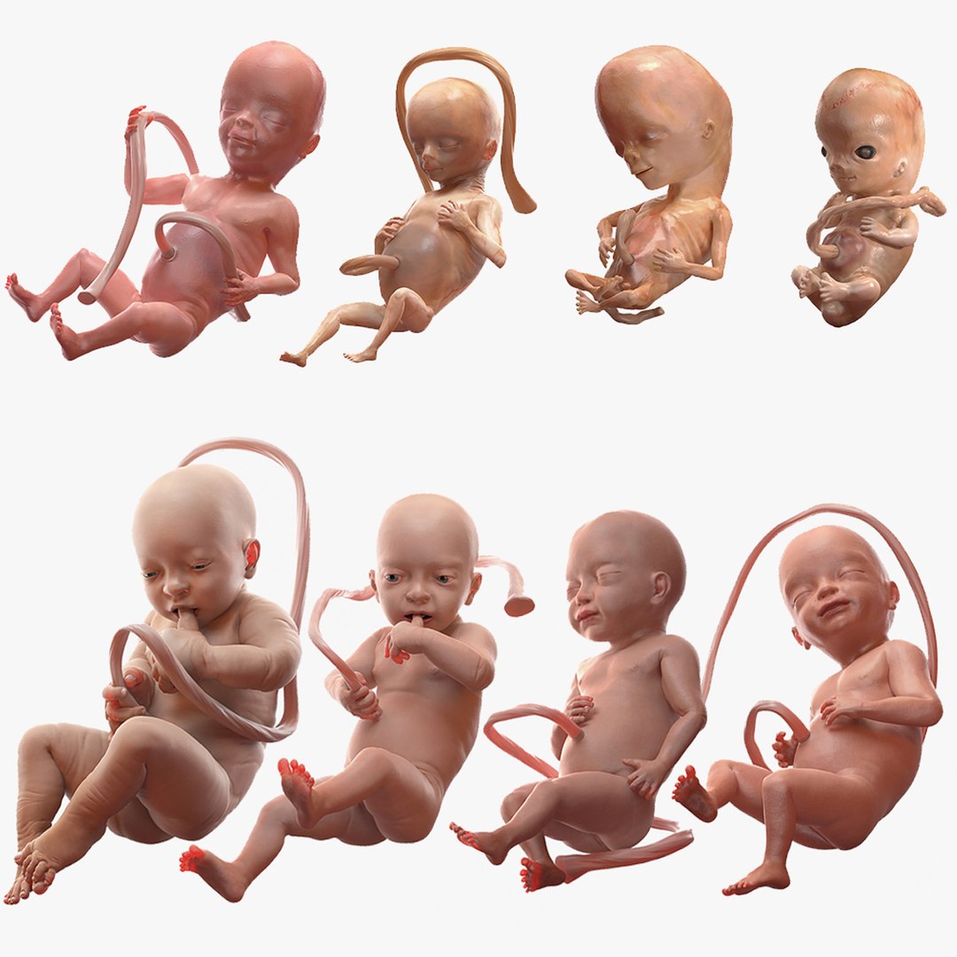 human embryo 12 weeks