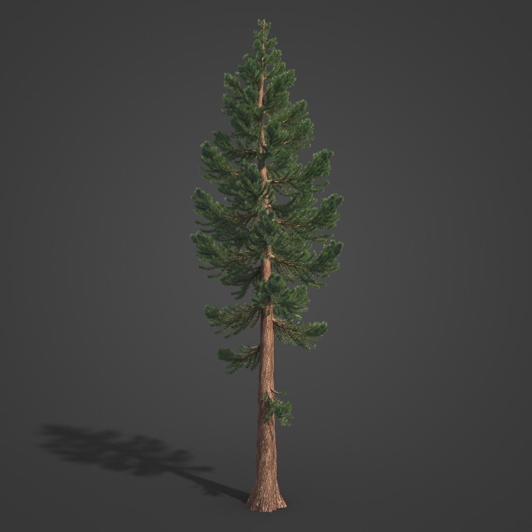 3D 2021 PBR Giant Sequoia Collection - Sequoia Giganteum - TurboSquid ...