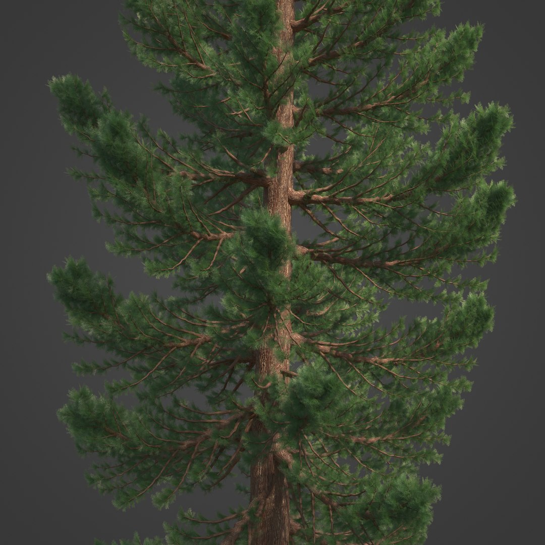 3D 2021 PBR Giant Sequoia Collection - Sequoia Giganteum - TurboSquid ...