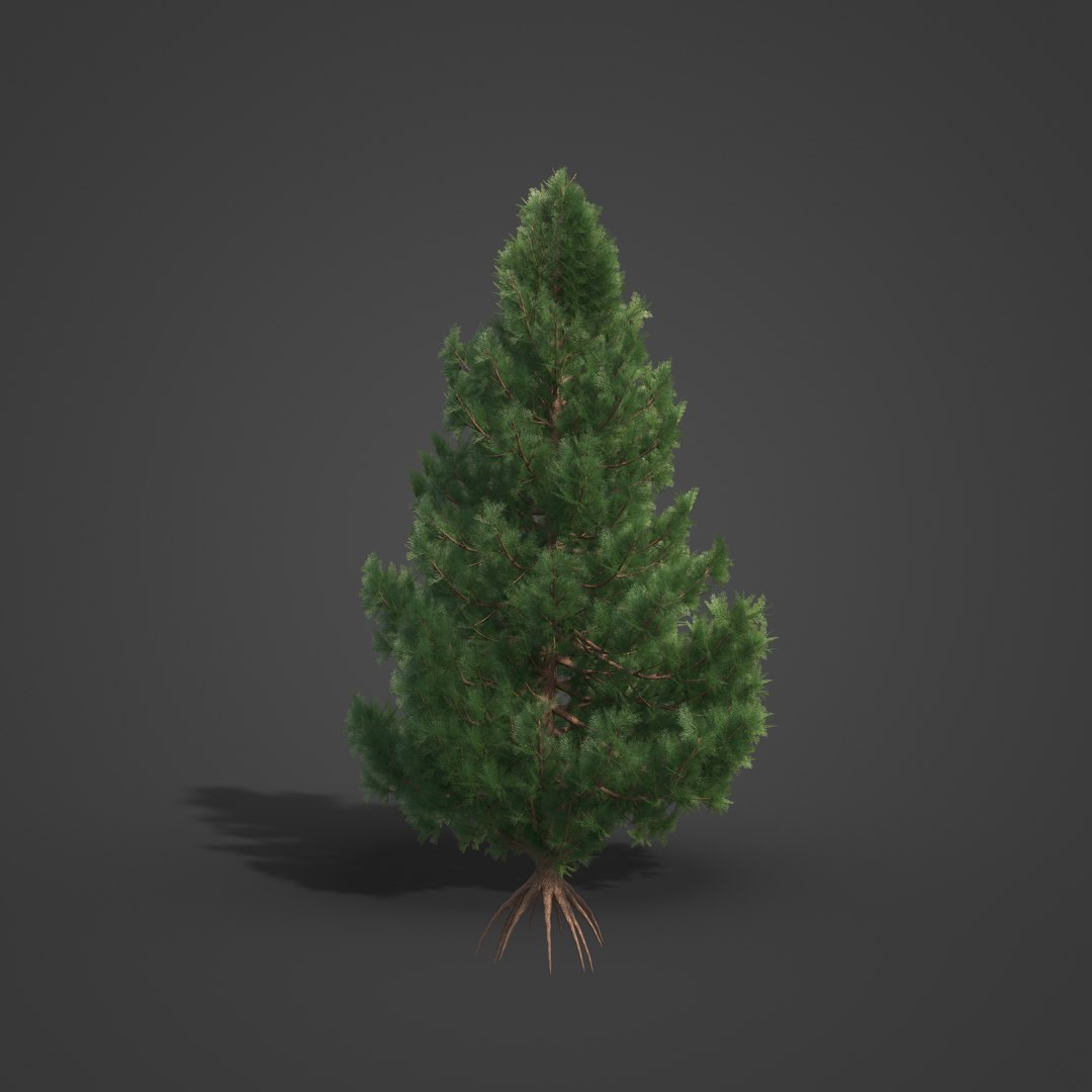 3D 2021 PBR Giant Sequoia Collection - Sequoia Giganteum - TurboSquid ...
