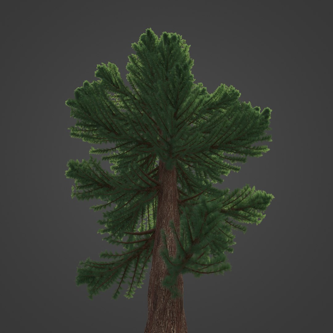 3D 2021 PBR Giant Sequoia Collection - Sequoia Giganteum - TurboSquid ...