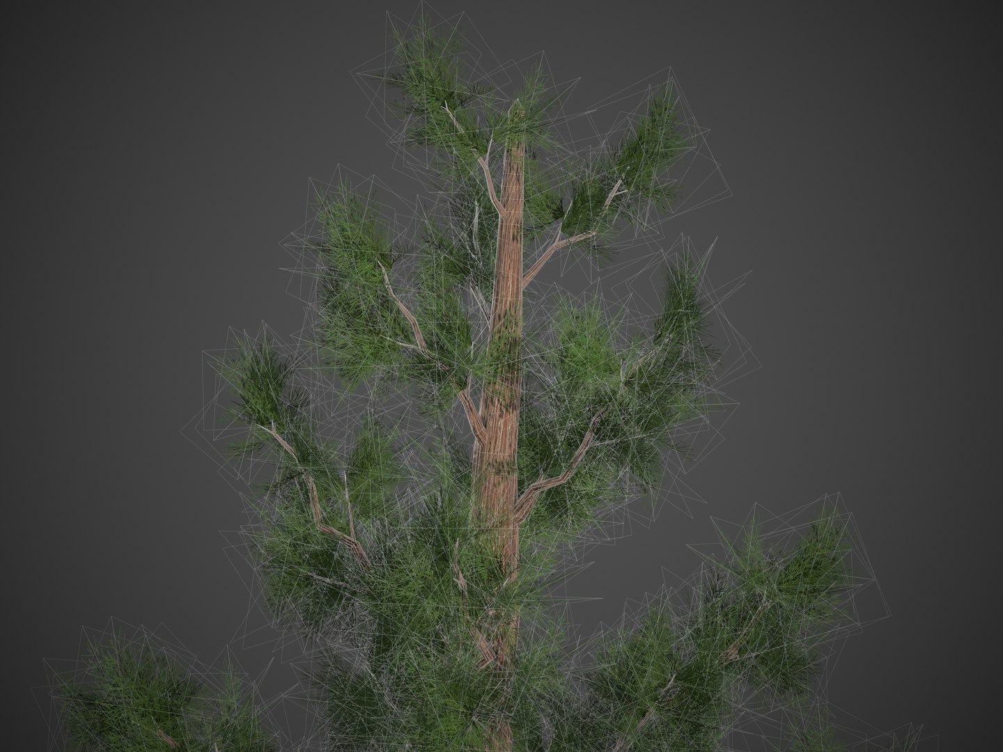 3D 2021 PBR Giant Sequoia Collection - Sequoia Giganteum - TurboSquid ...