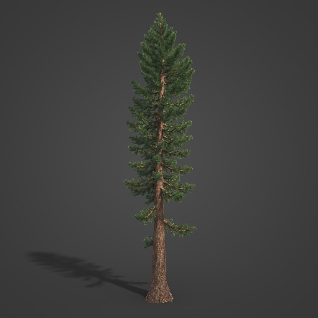 3D 2021 PBR Giant Sequoia Collection - Sequoia Giganteum - TurboSquid ...