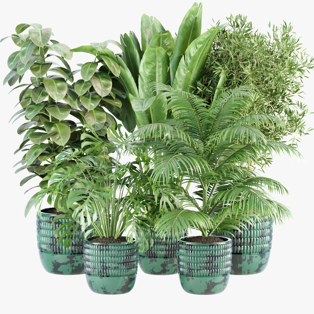 3D Indoor Plants Collection Vol 157 Model - TurboSquid 1996647