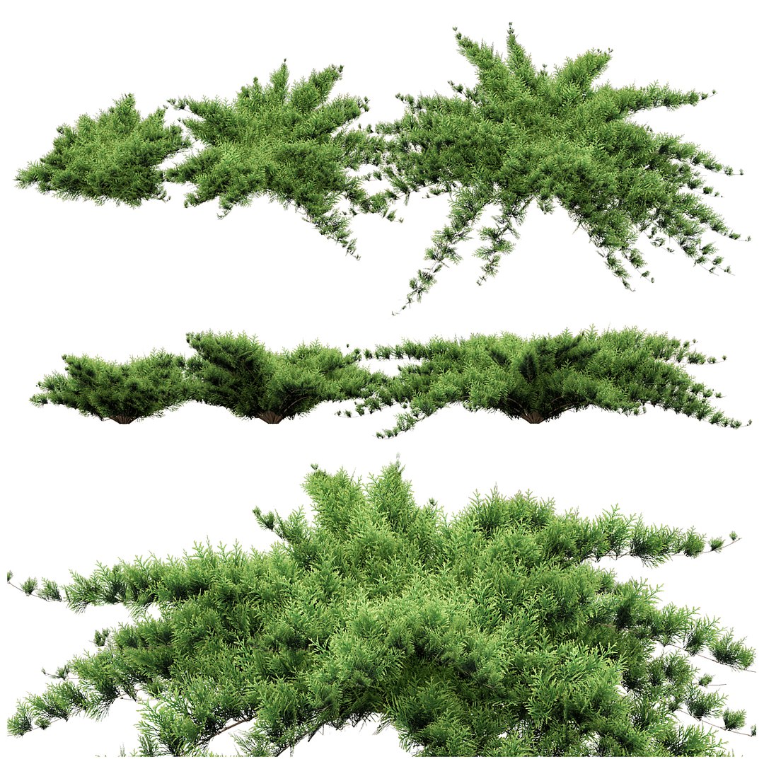 3D Model Juniper Plant - TurboSquid 1659240