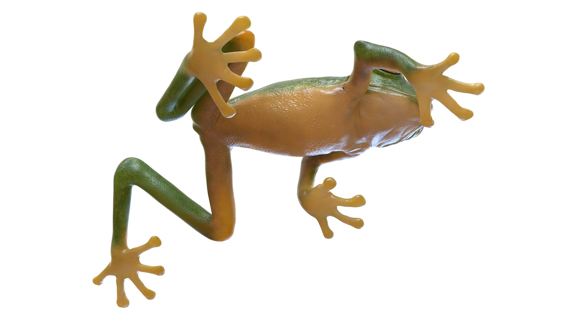 Realistic Tree Frog Rigged 3D Model - TurboSquid 2303806