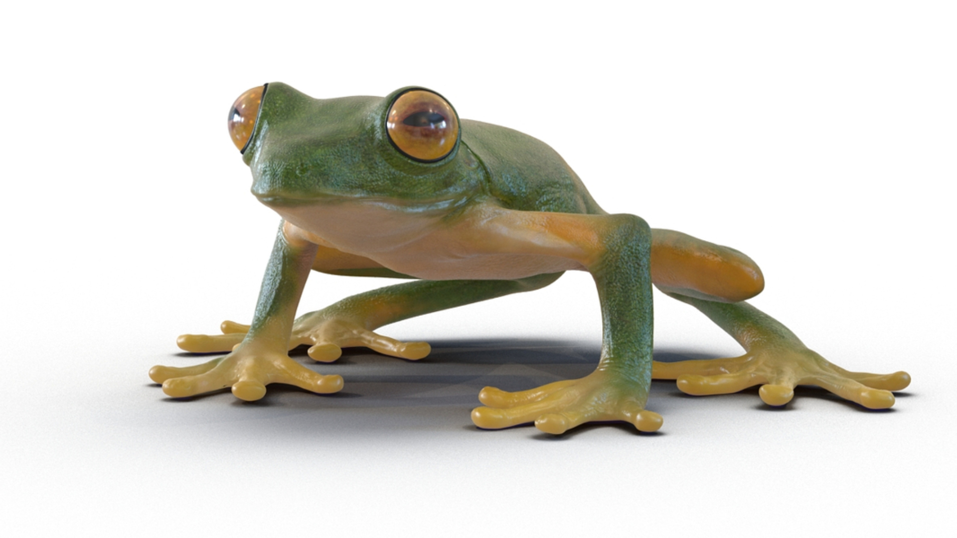 Realistic Tree Frog Rigged 3D Model - TurboSquid 2303806