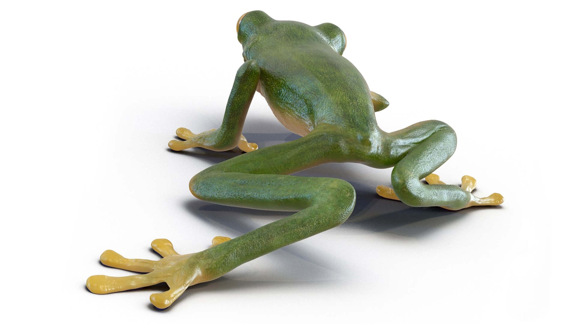 Realistic Tree Frog Rigged 3D Model - TurboSquid 2303806