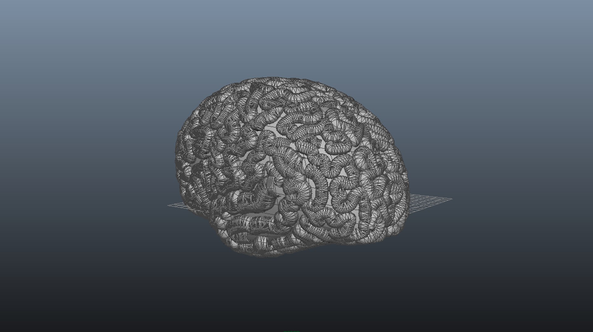 3d human brain x-ray model