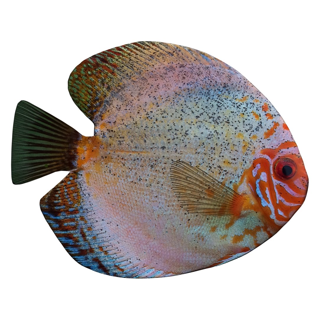 3D model discus fish - TurboSquid 1216588