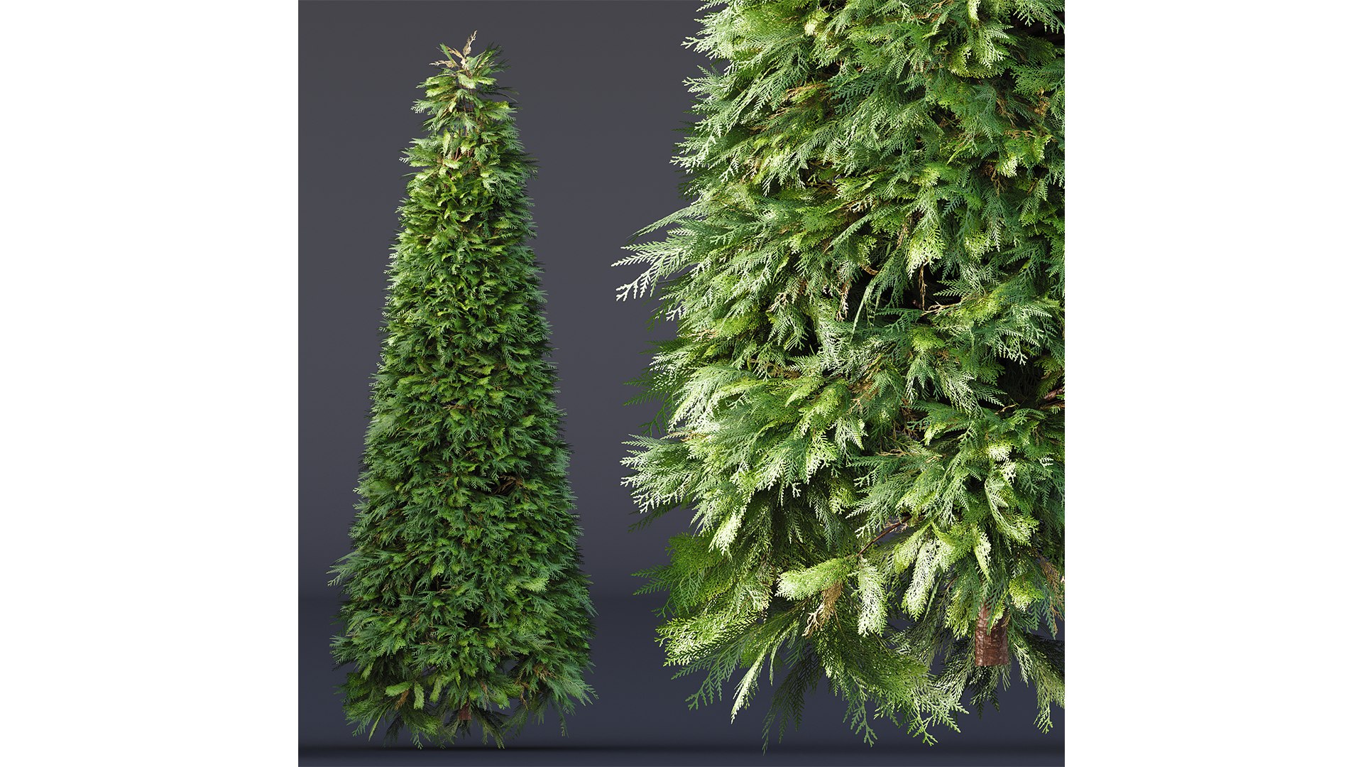 HQ Evergreen Shrubs Coneshaped DwarfYaupon Holly Spherical Box Plant ...