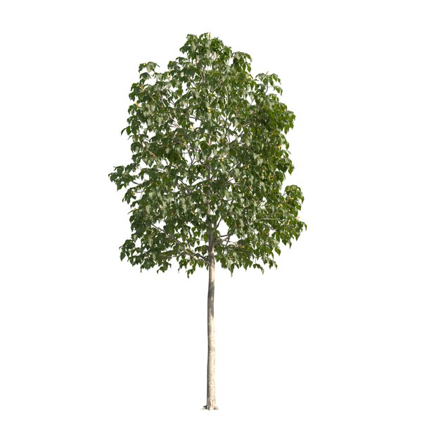 Deciduous Tree 3D Models for Download | TurboSquid