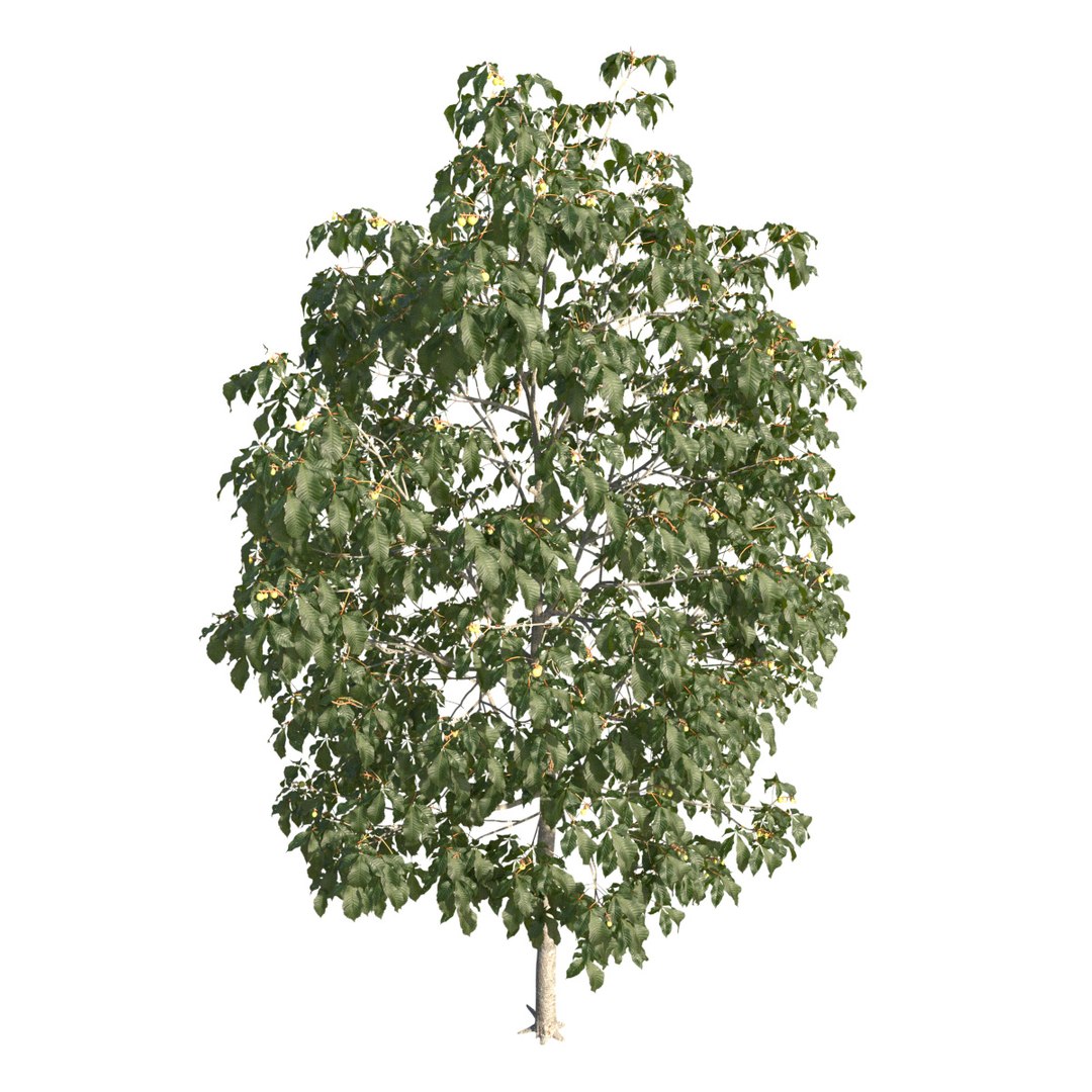 Red Tree 3D Model - TurboSquid 1201011