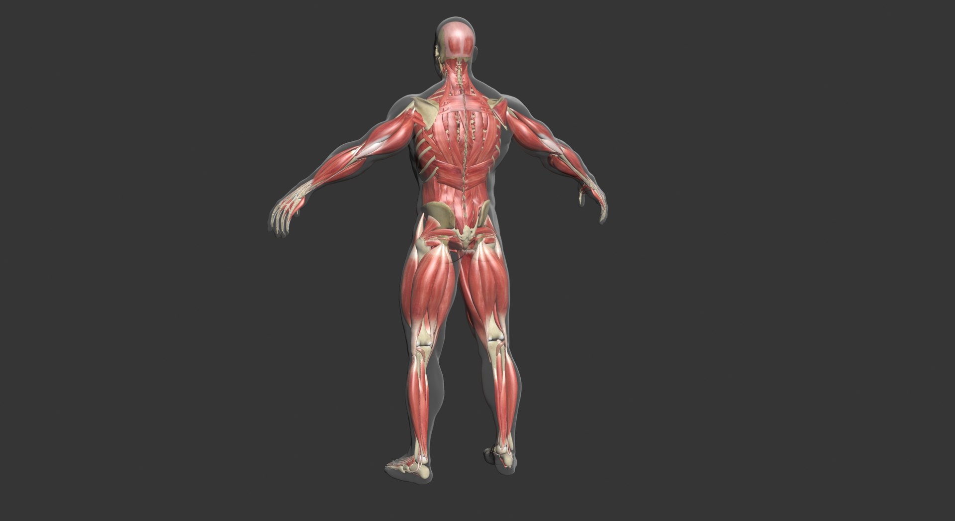 male muscle anatomy 3d model