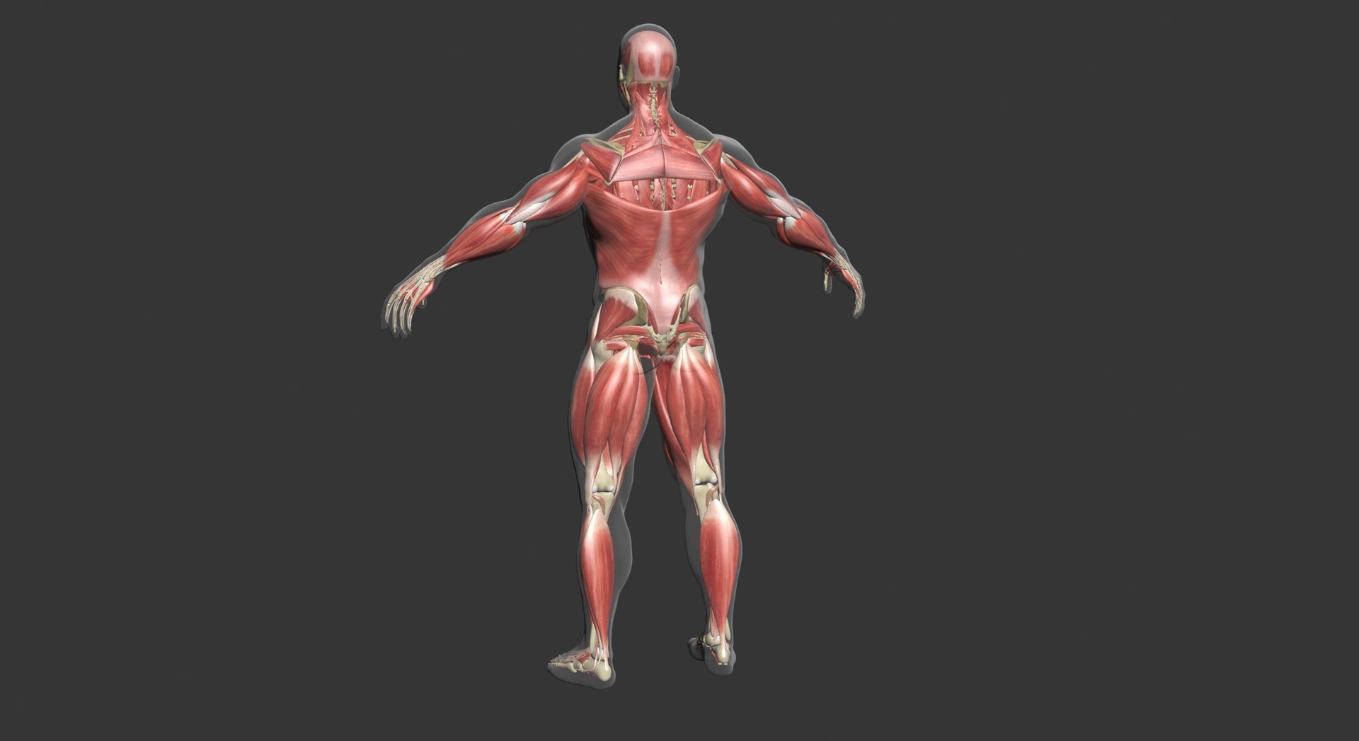 male muscle anatomy 3d model