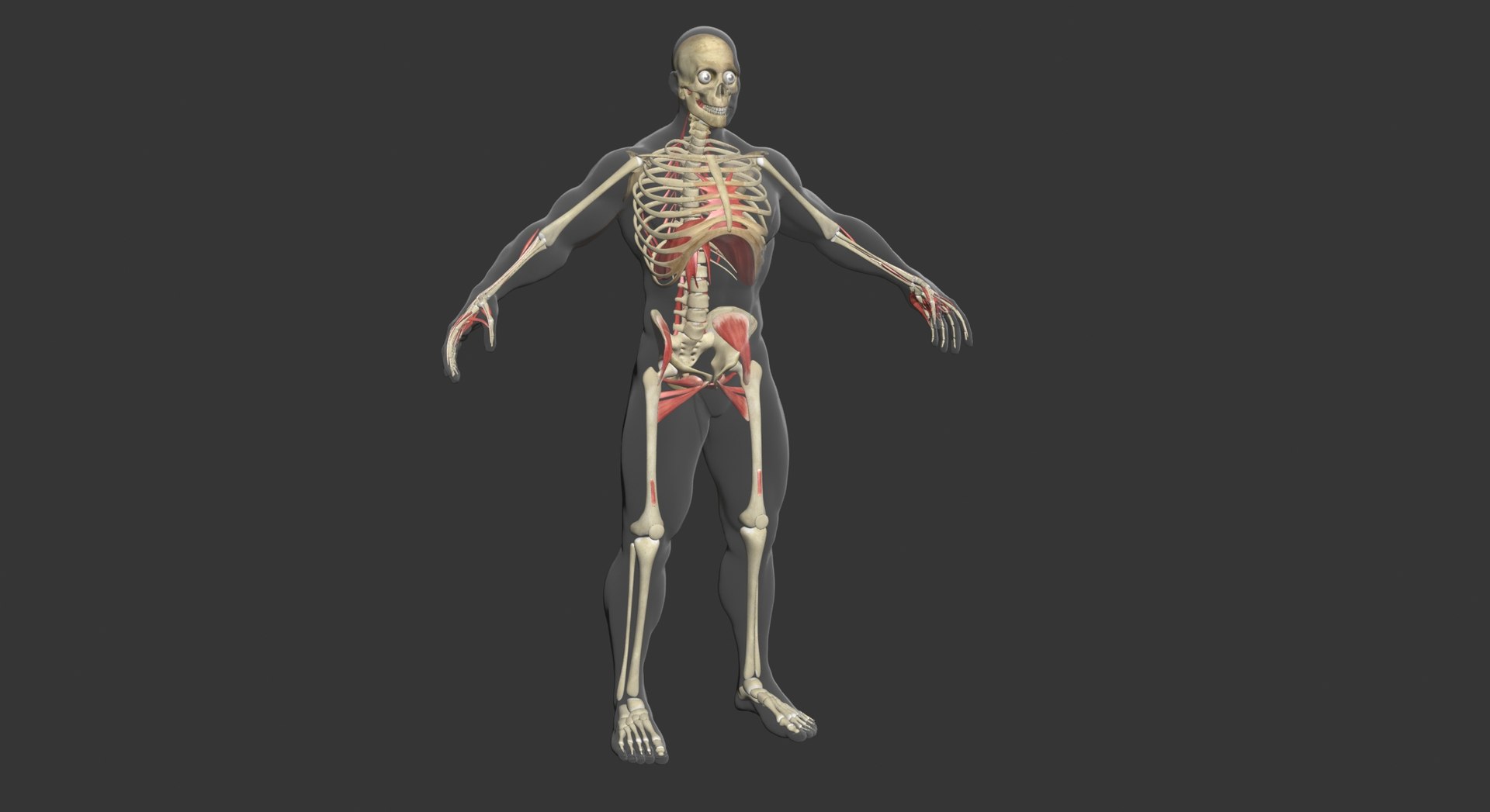 male muscle anatomy 3d model