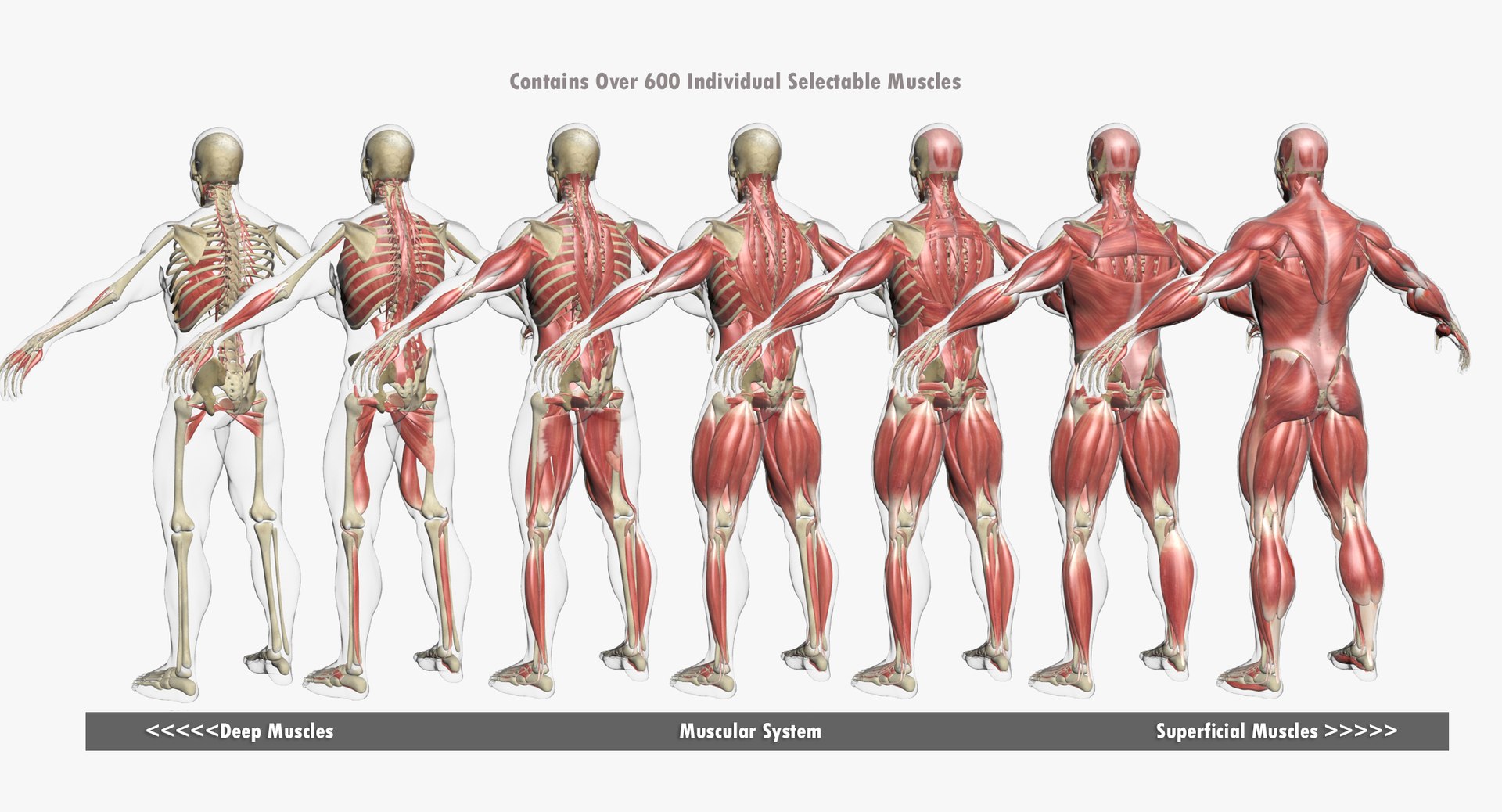 Male Muscle Anatomy 3d Model