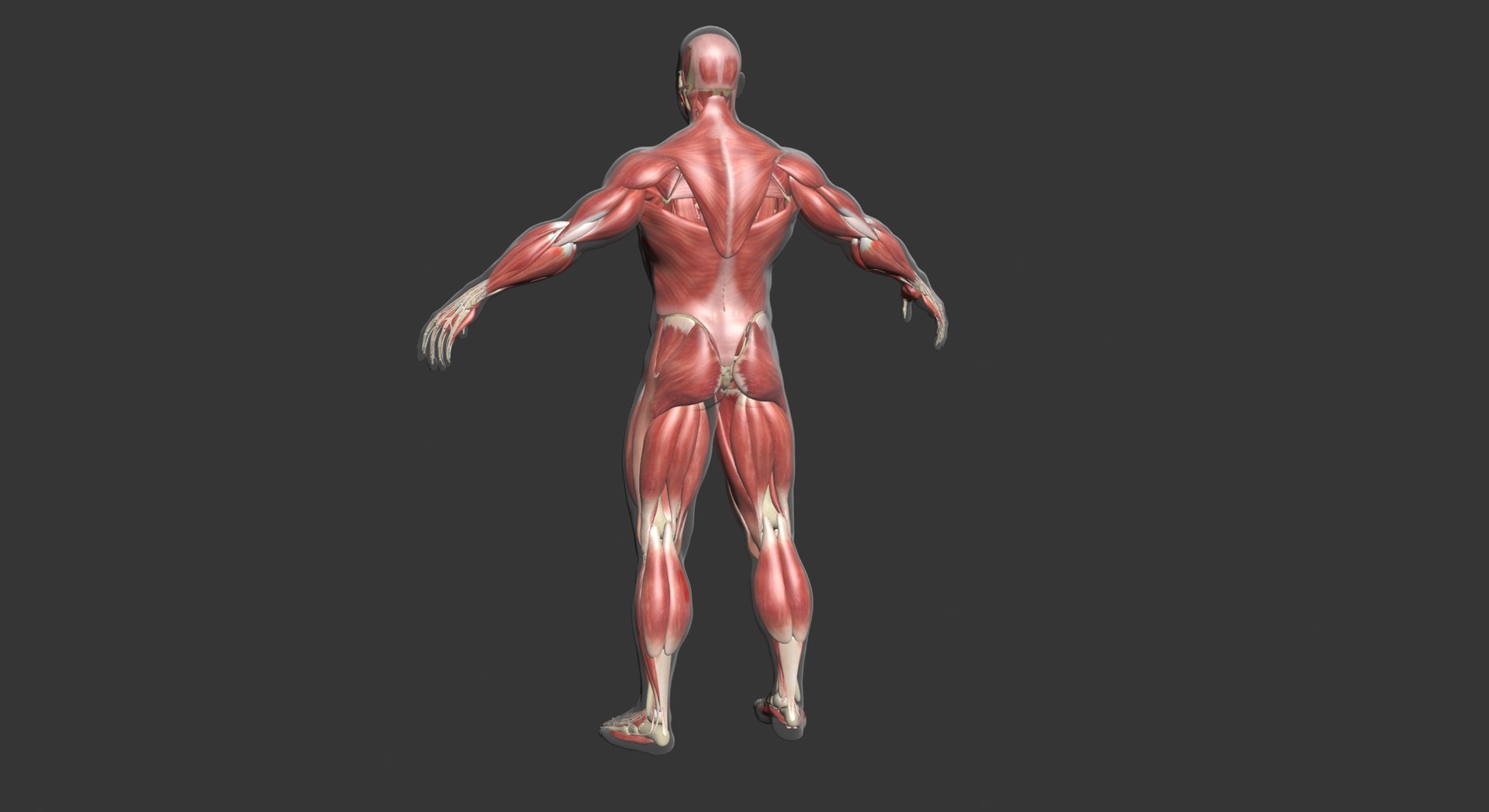 male muscle anatomy 3d model
