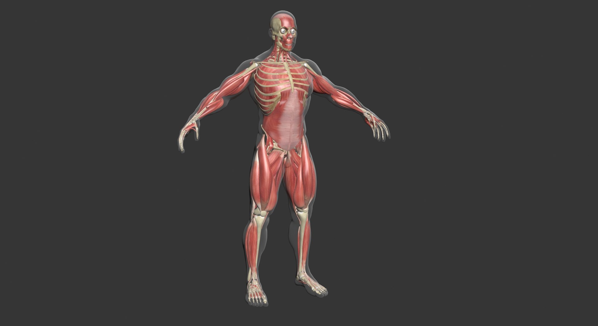 male muscle anatomy 3d model