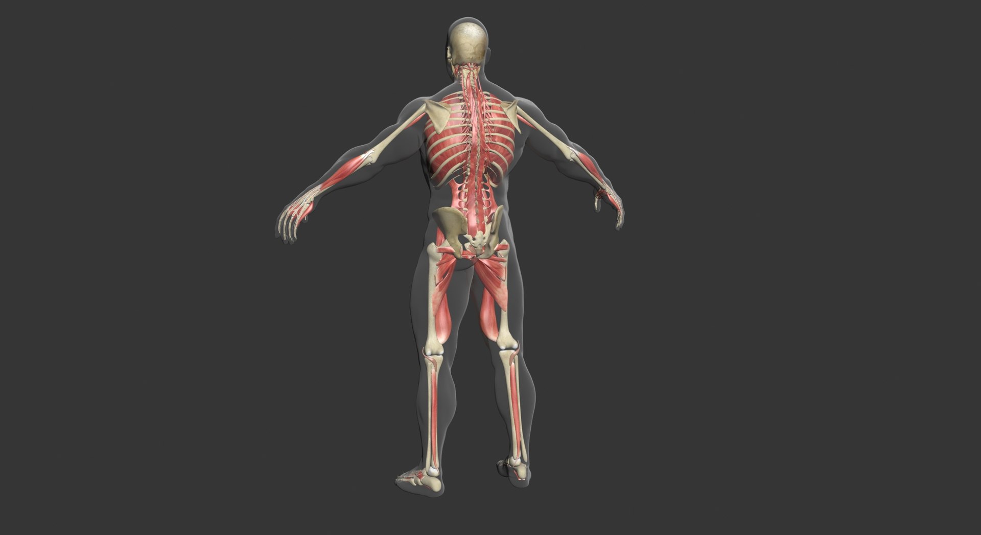 male muscle anatomy 3d model