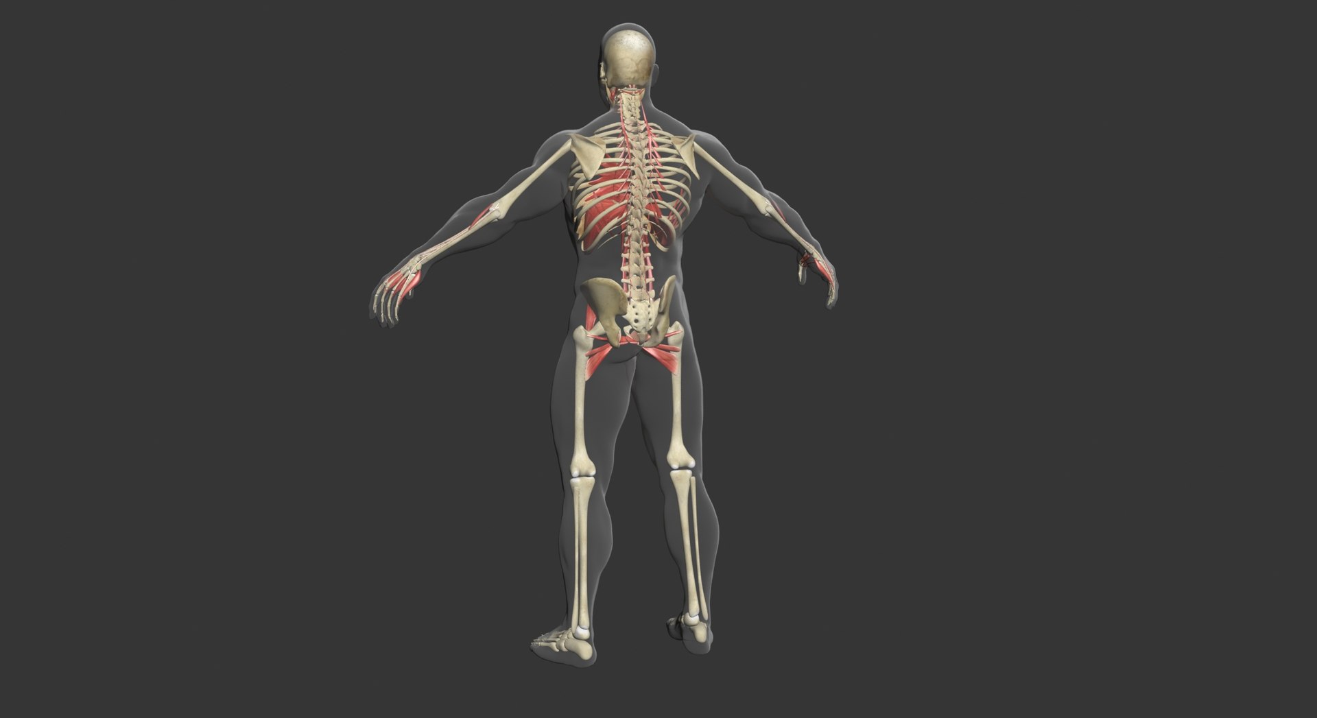 male muscle anatomy 3d model