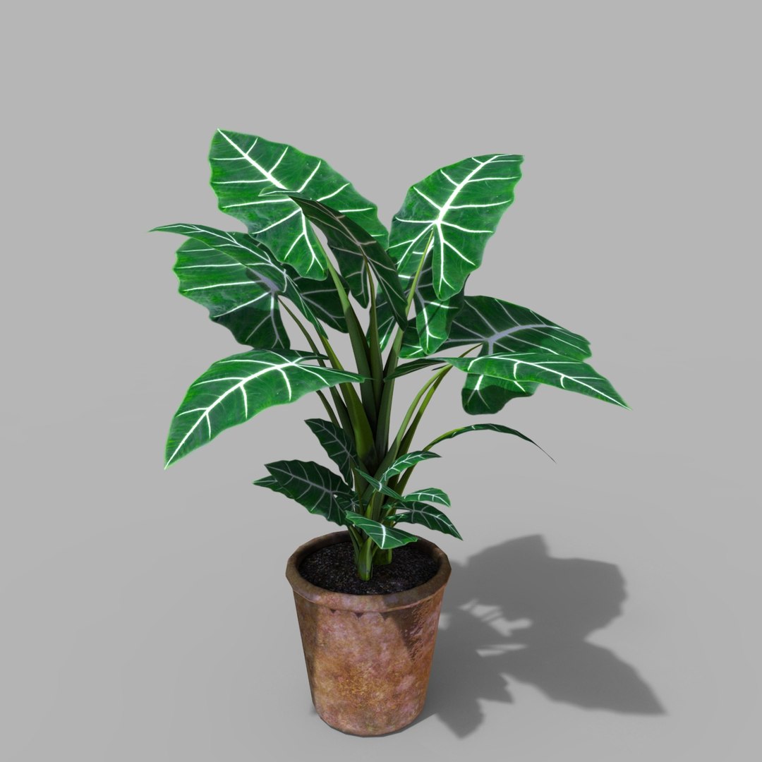 Plant 3D model - TurboSquid 1247451