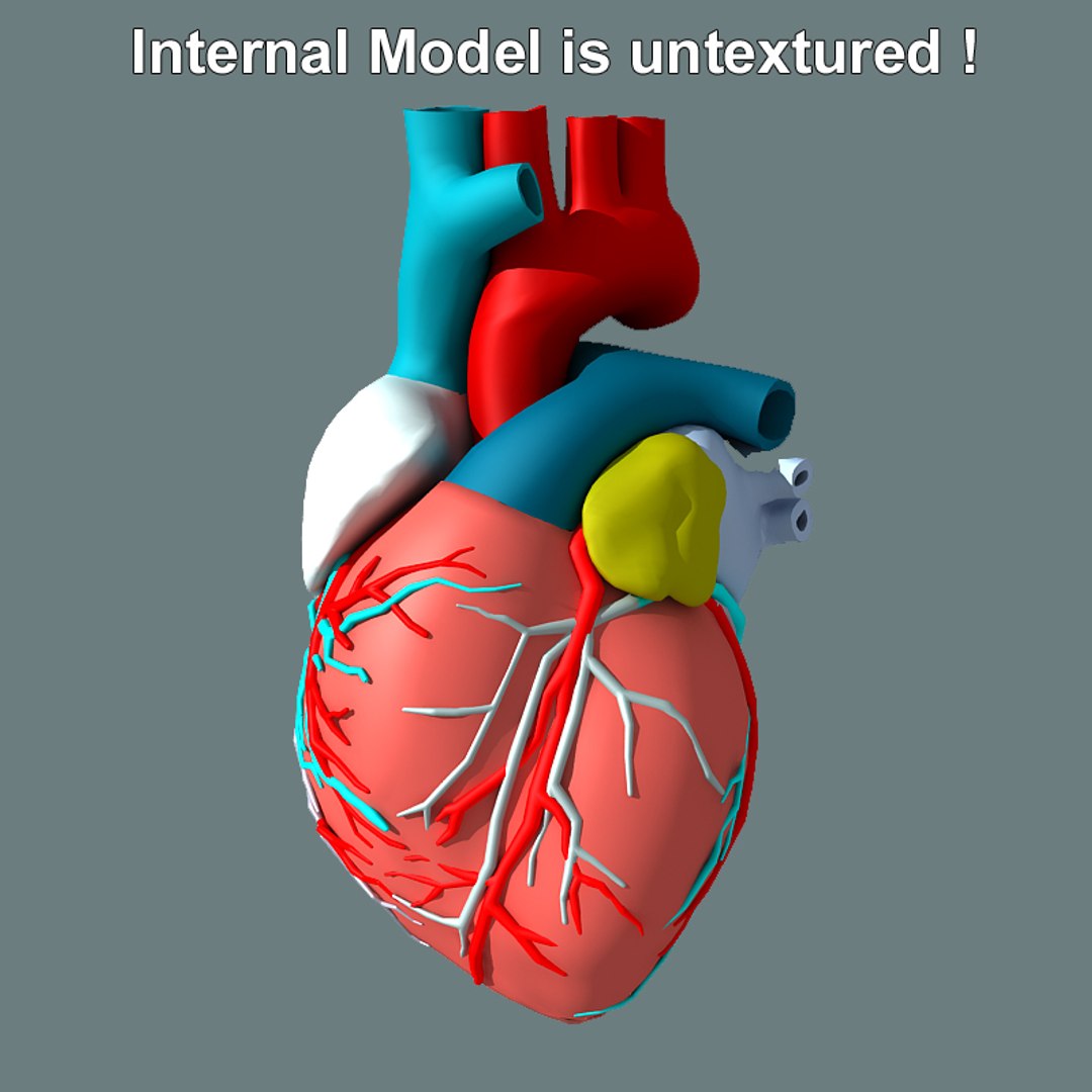3d Heart Internal External Model