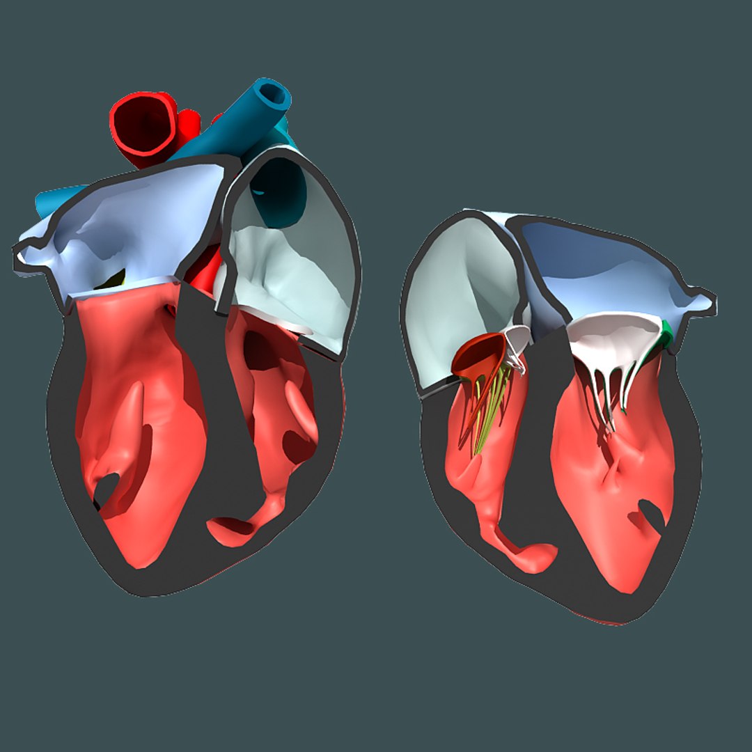 3d Heart Internal External Model