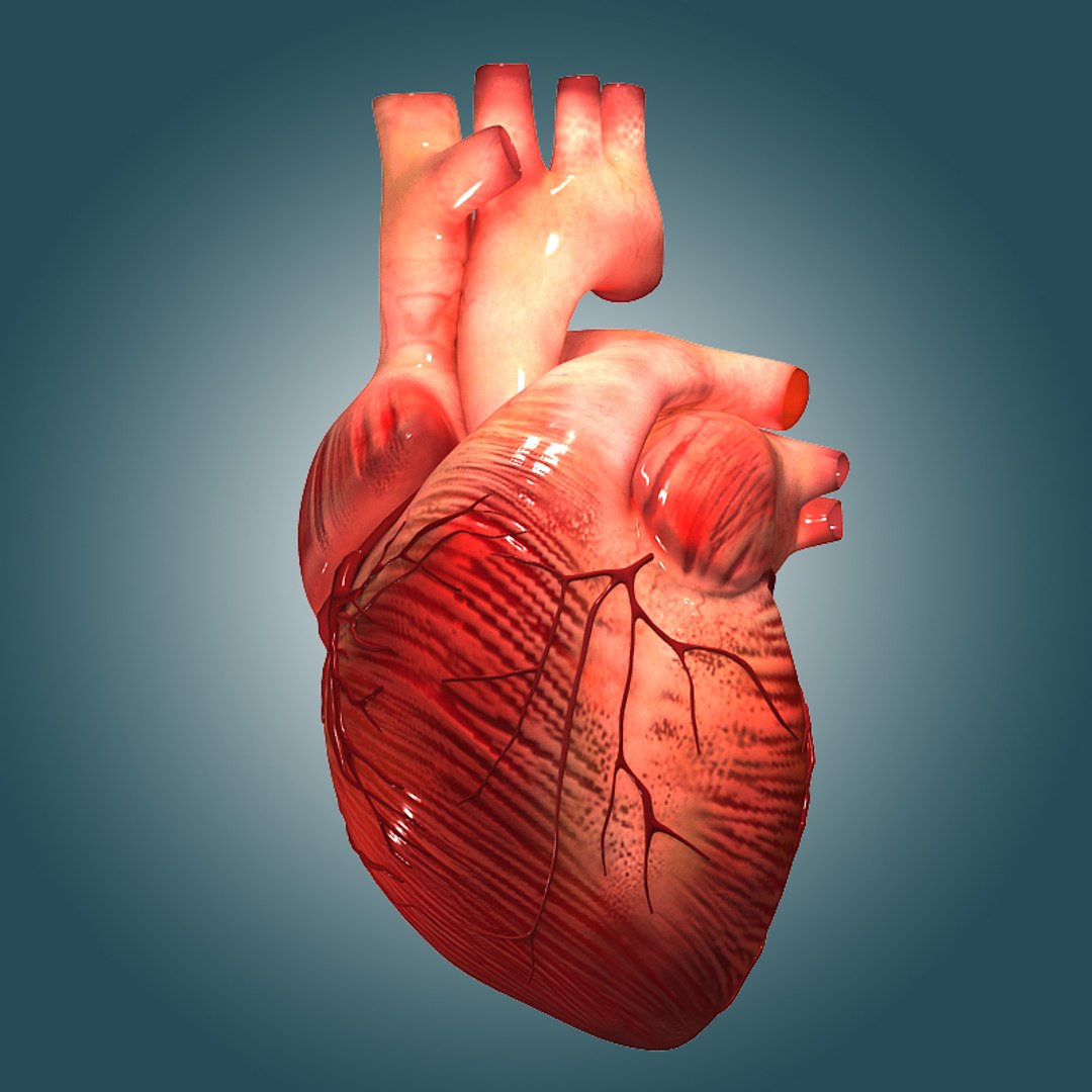 3d Heart Internal External Model