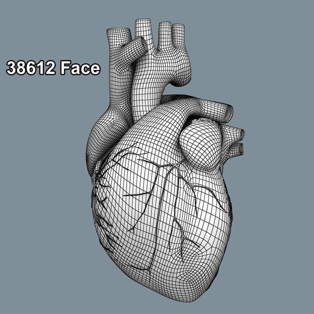 3d Heart Internal External Model
