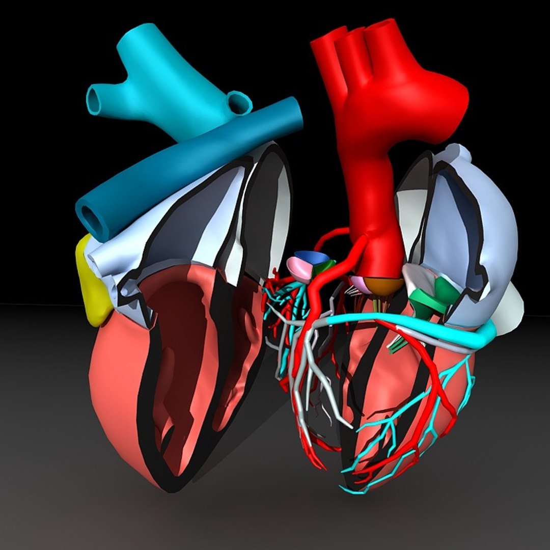 3d Heart Internal External Model