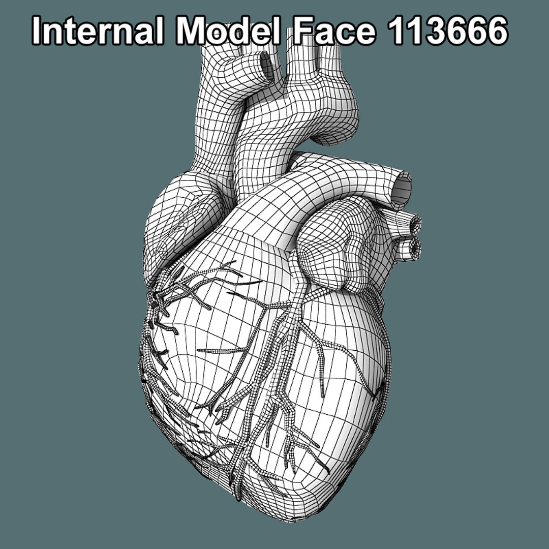 3d Heart Internal External Model