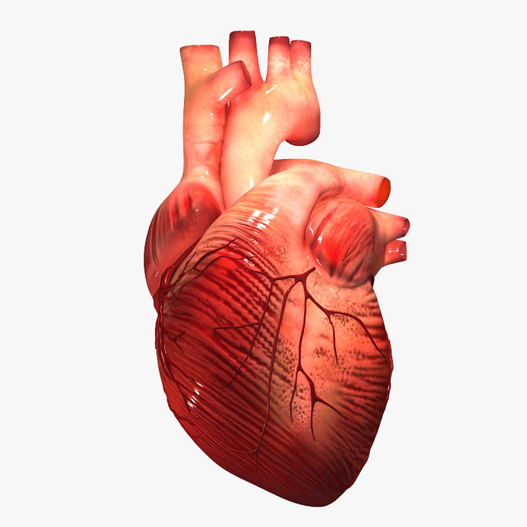 3d Heart Internal External Model