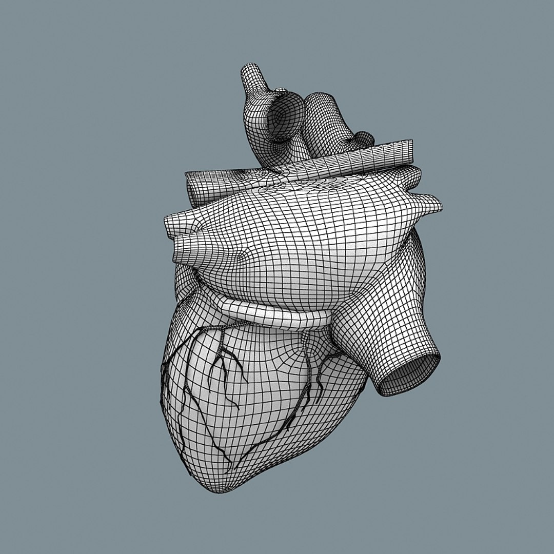 3d Heart Internal External Model