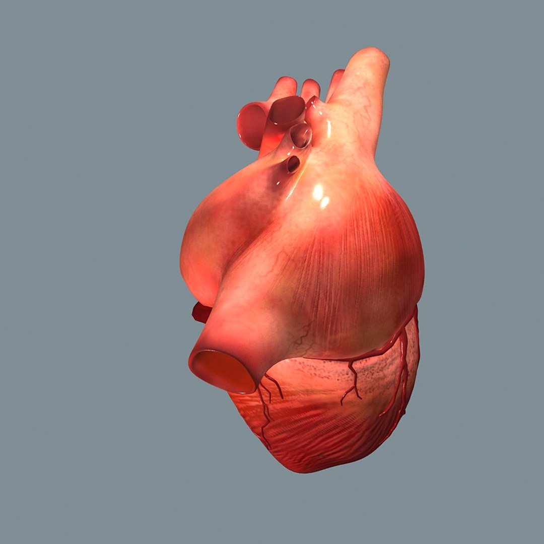 3d Heart Internal External Model