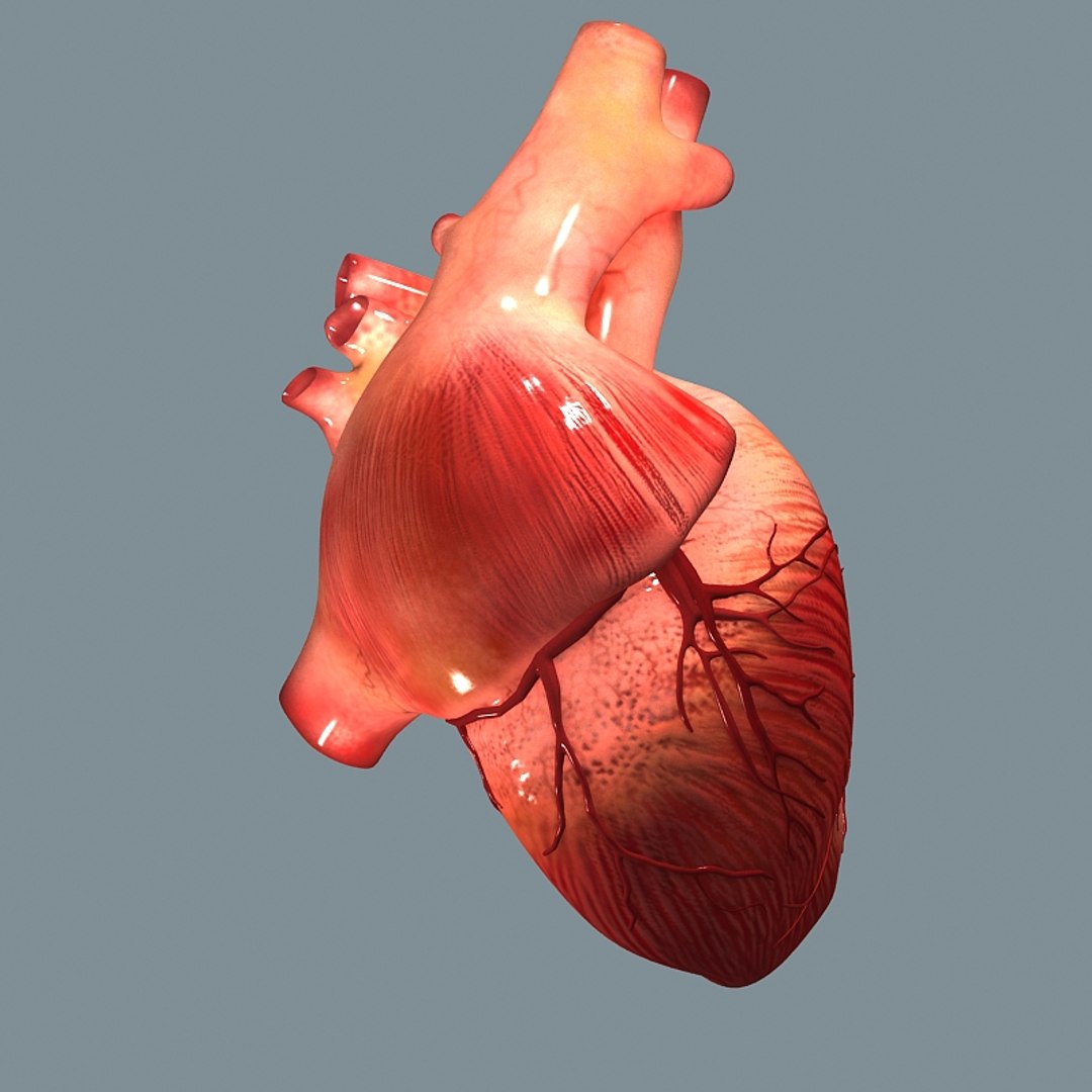 3d Heart Internal External Model