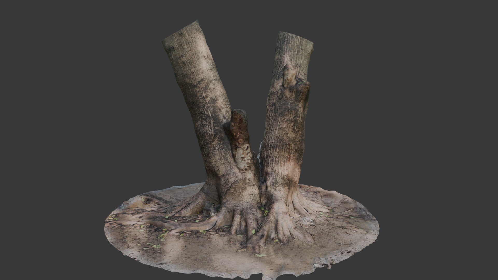 V-Shaped Tree Trunk 3D Scan 3D - TurboSquid 2395511