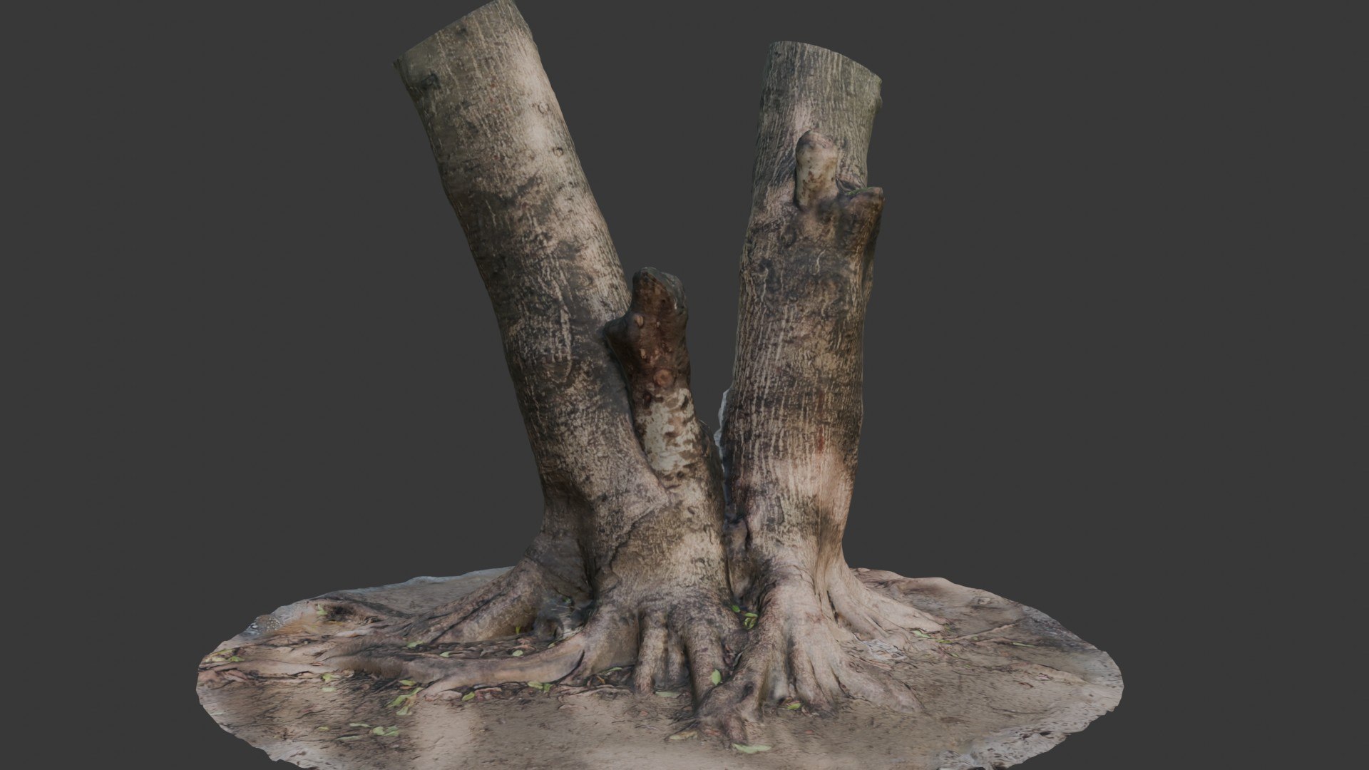 V-Shaped Tree Trunk 3D Scan 3D - TurboSquid 2395511
