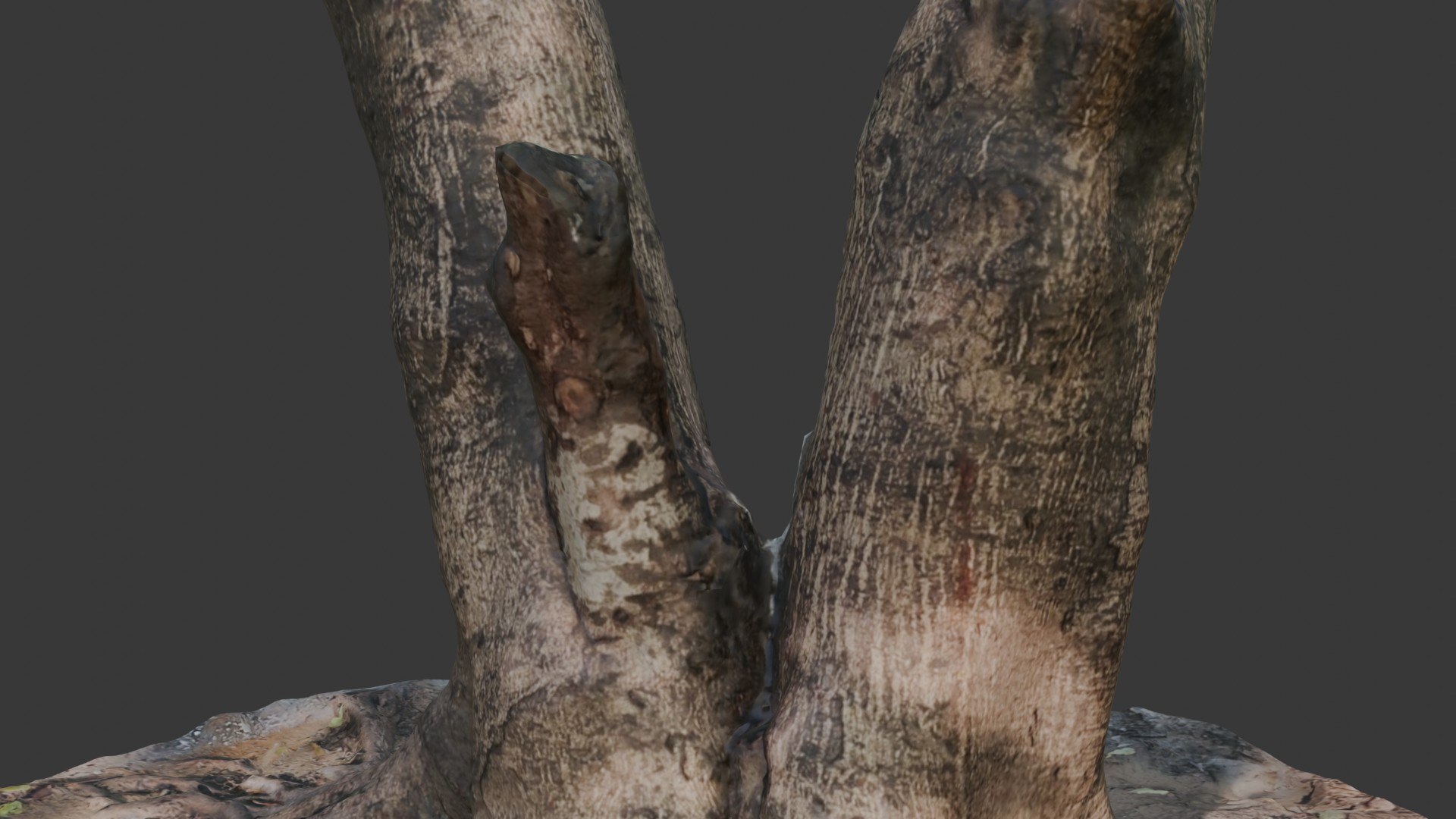 V-Shaped Tree Trunk 3D Scan 3D - TurboSquid 2395511