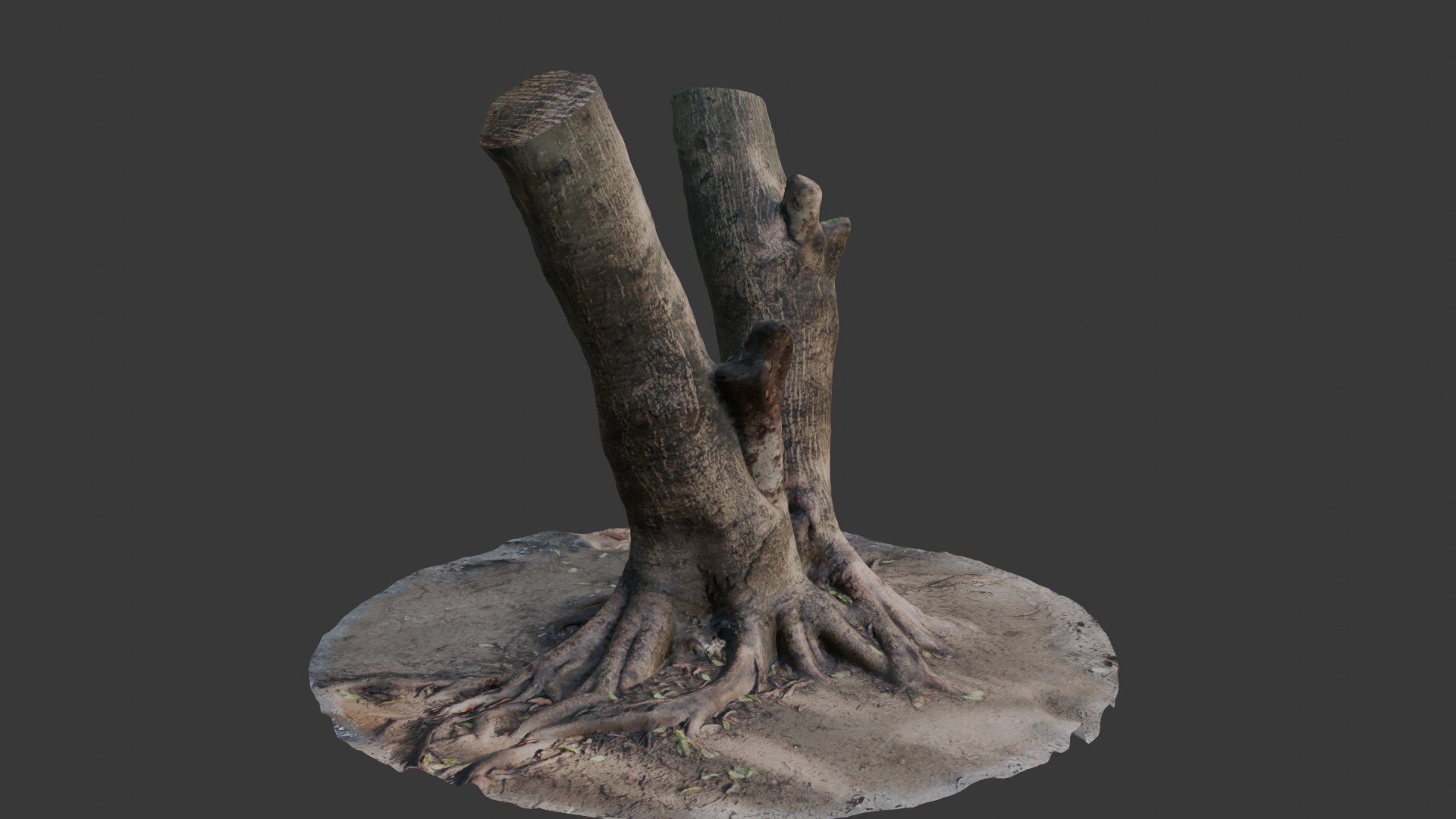 V-Shaped Tree Trunk 3D Scan 3D - TurboSquid 2395511