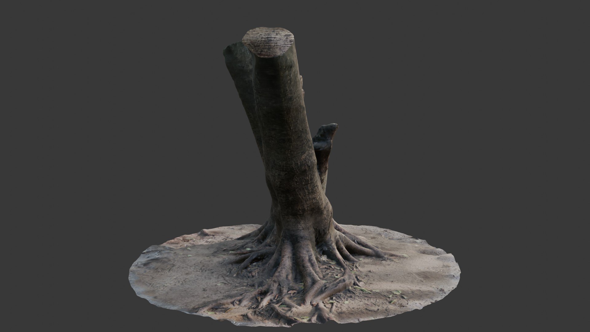 V-Shaped Tree Trunk 3D Scan 3D - TurboSquid 2395511