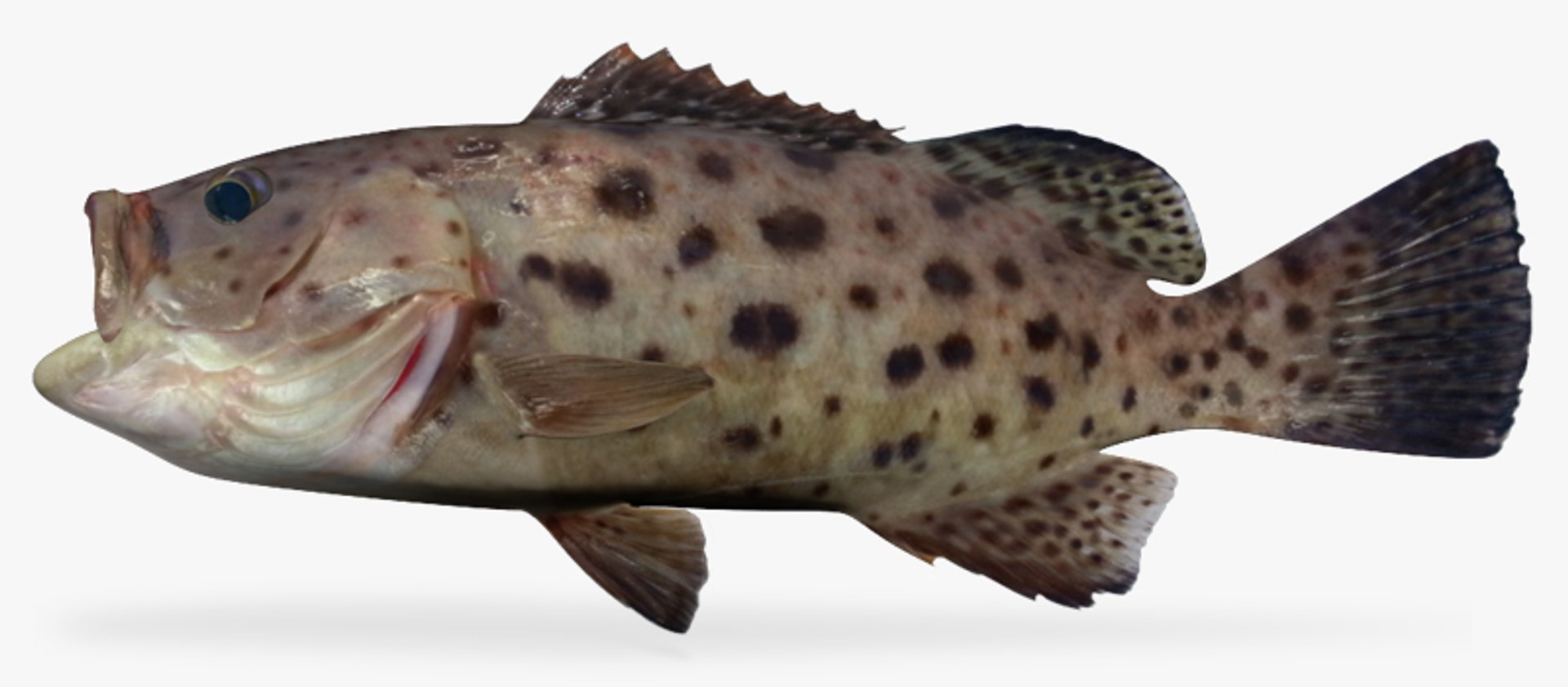 sawtail grouper x