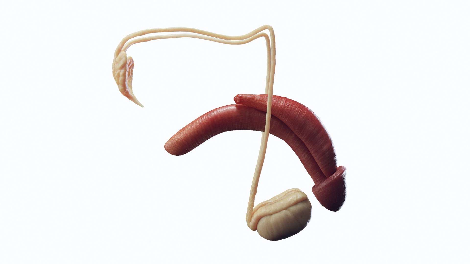 Male Reproductive System 3D Model - TurboSquid 2193457