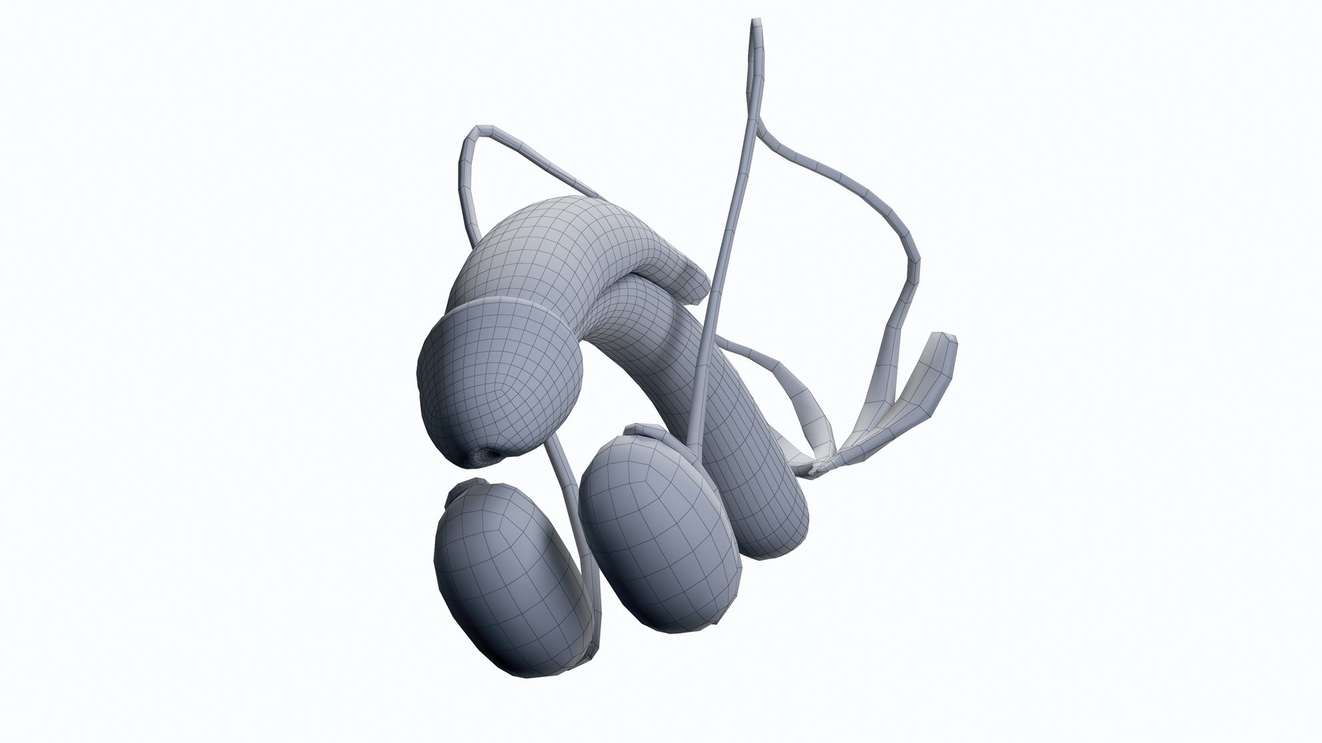 Male Reproductive System 3D Model - TurboSquid 2193457