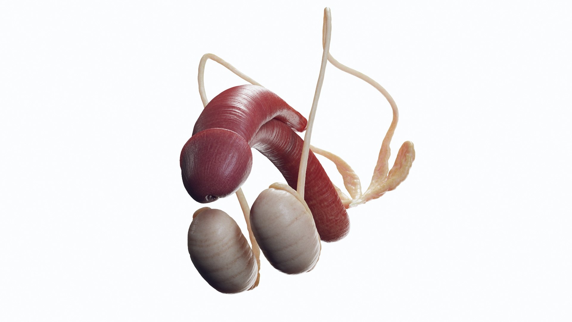 Male Reproductive System 3D Model - TurboSquid 2193457