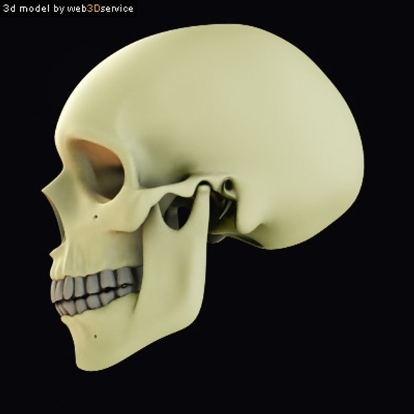 human skull 3d model