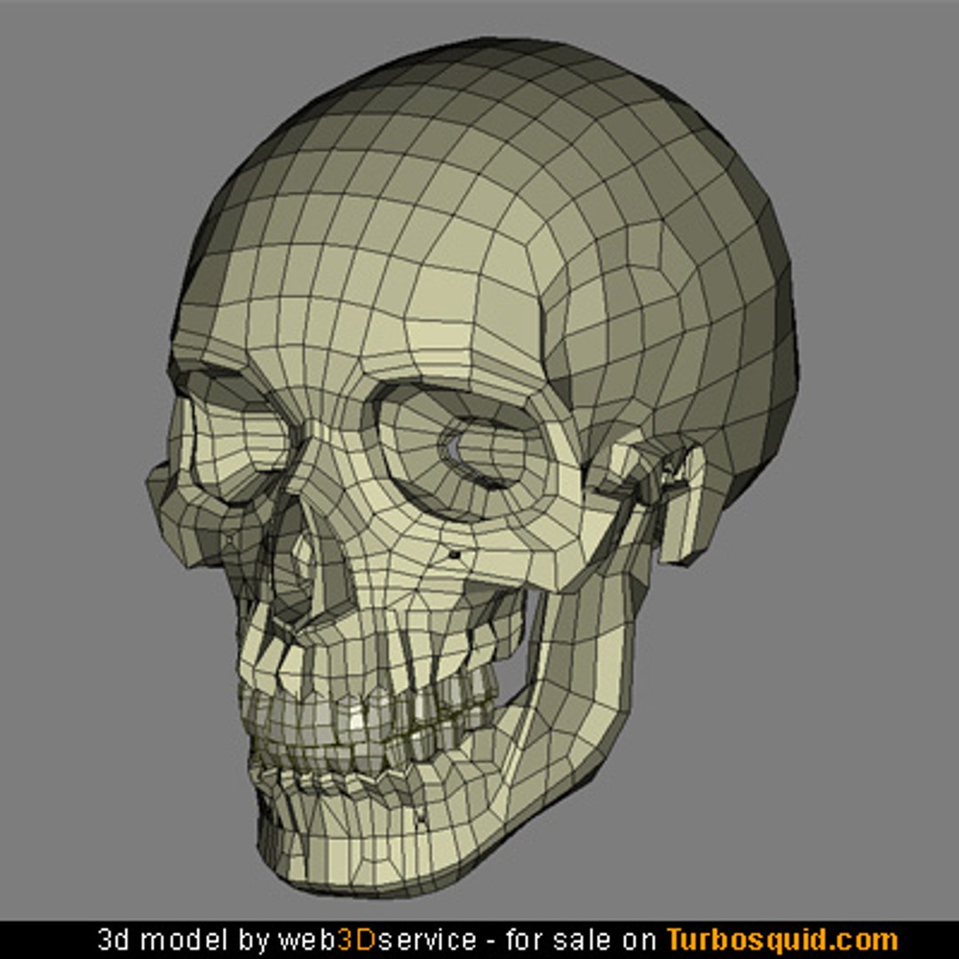 Human Skull 3d Model