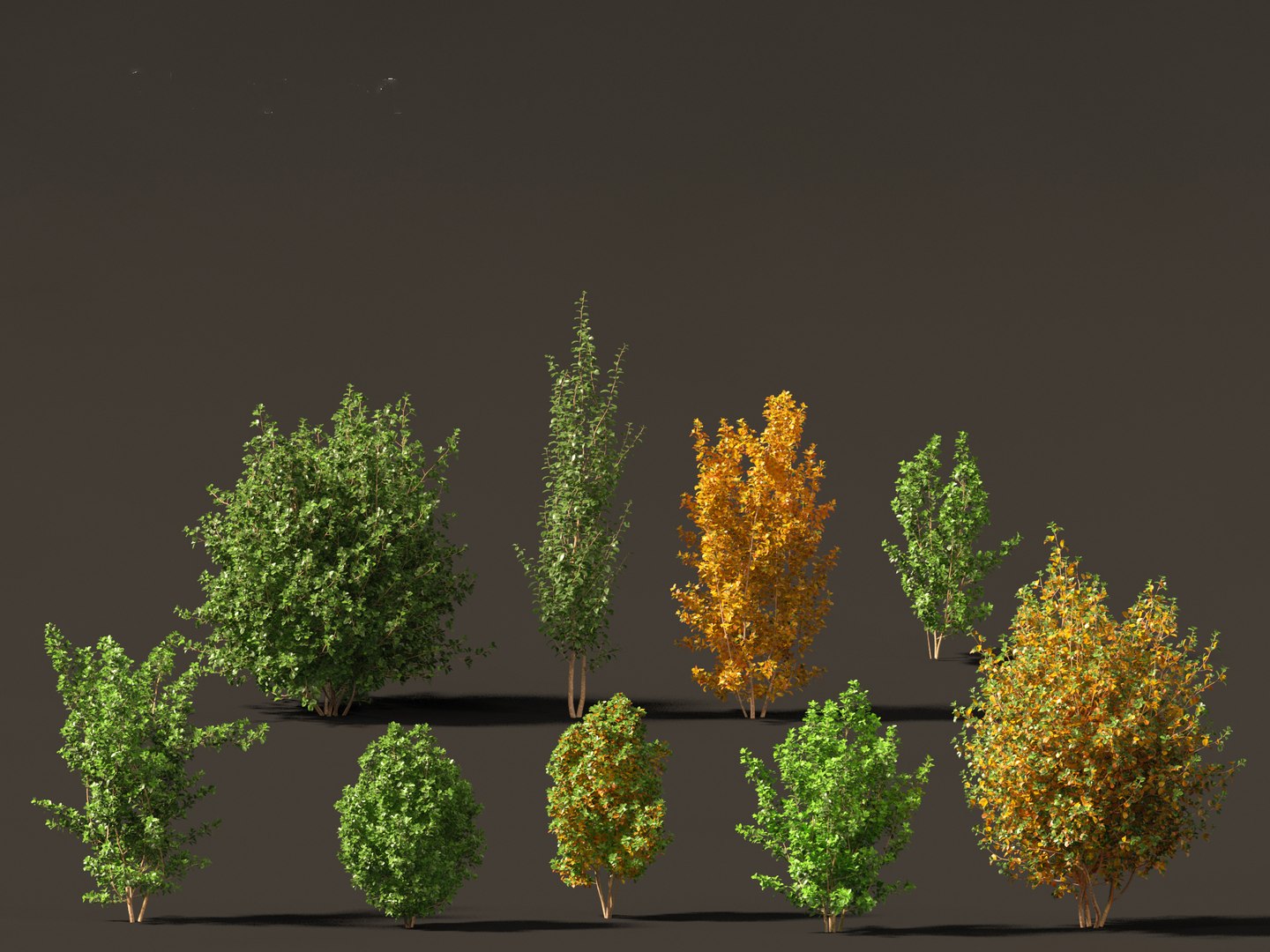 3D Rhamnus Frangula - Glossy Buckthorn - TurboSquid 2137754