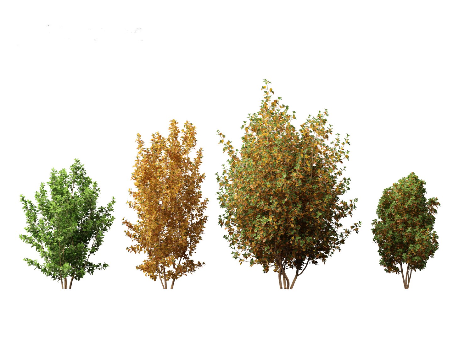 3D Rhamnus Frangula - Glossy Buckthorn - TurboSquid 2137754