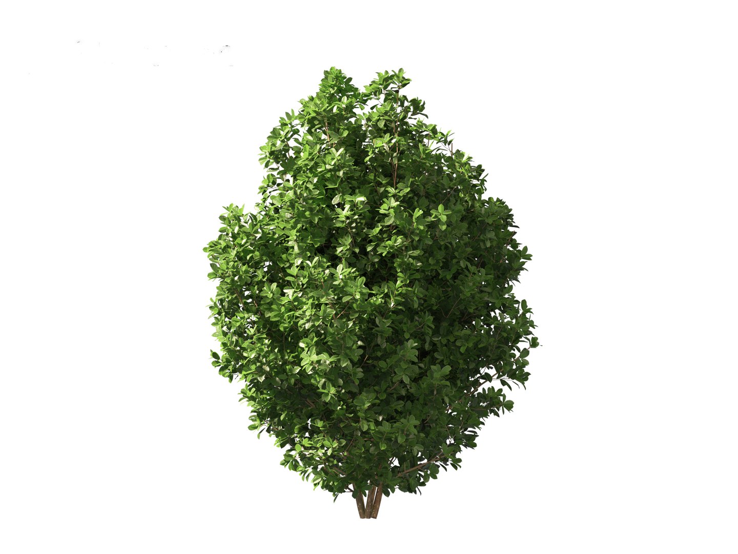 3D Rhamnus Frangula - Glossy Buckthorn - TurboSquid 2137754